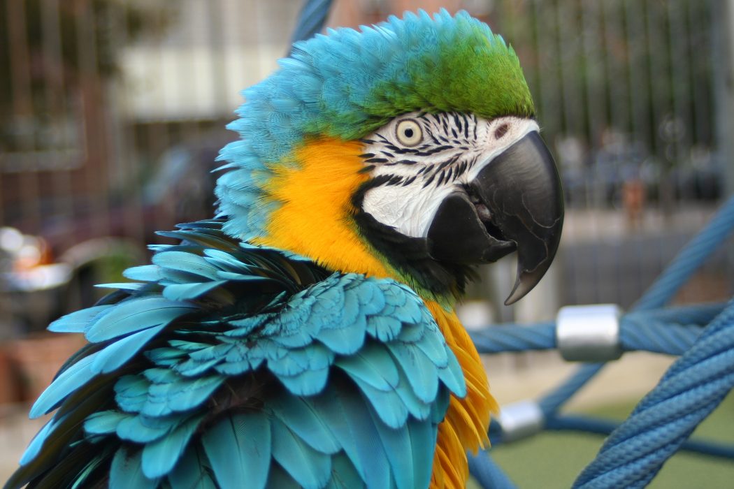 Harley, My Macaw Mirror, Part 1 of 3 - Animals Are Souls