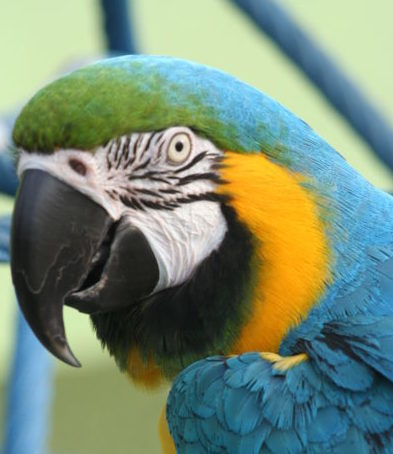 Harley Finds a Macaw to Love, Part 3 of 3 - Animals Are Souls