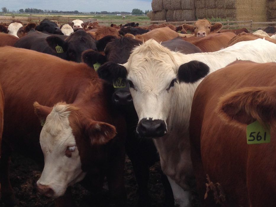 The Love Song a Steer Loves - Animals Are Souls