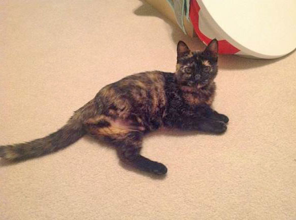 Life with Zimba - Animals Are Souls