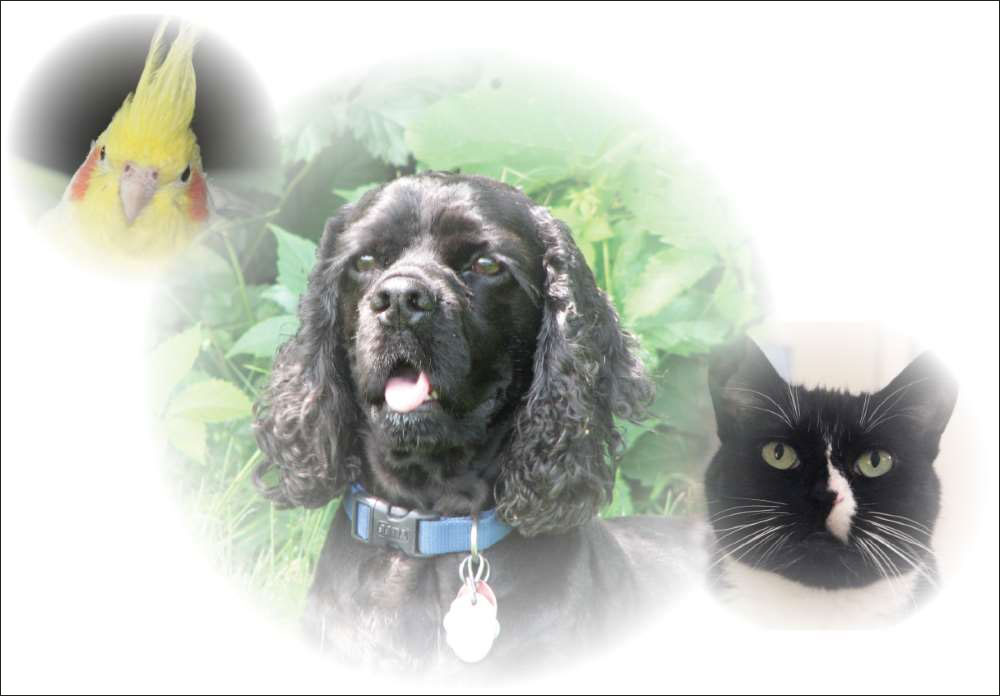 Animal Teamwork in Our Family - Animals Are Souls