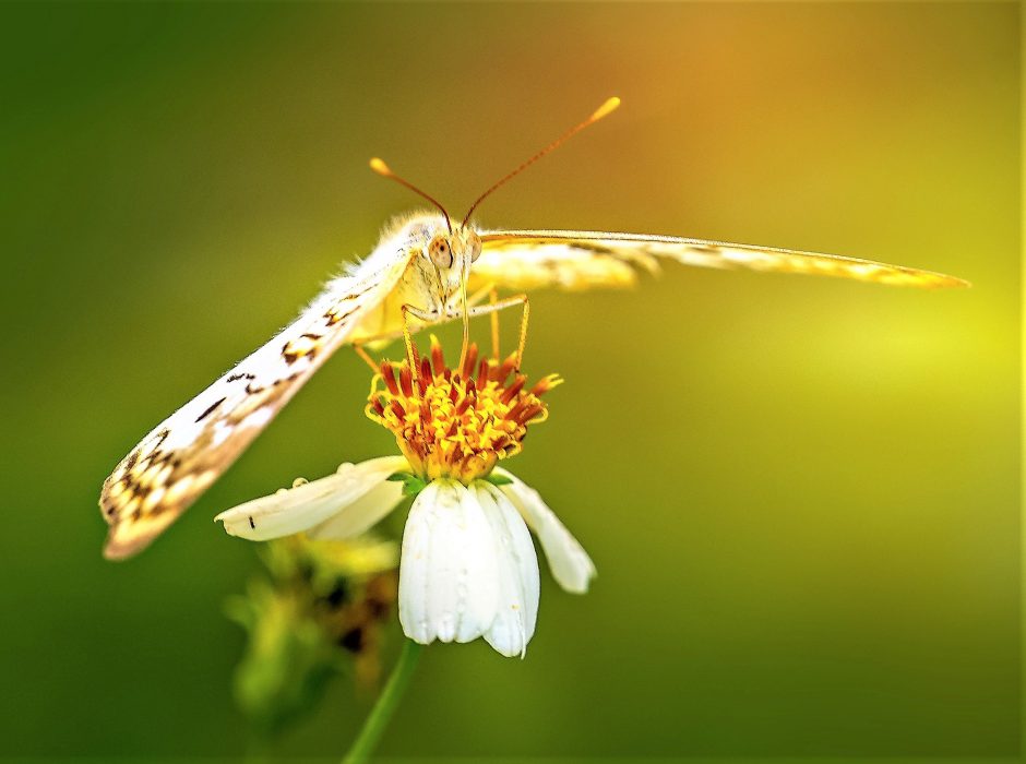 Rose and the Golden Moth - Animals Are Souls