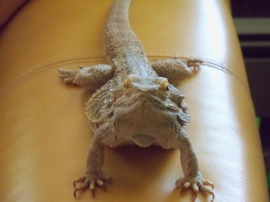 The Love of a Lizard - Animals Are Souls