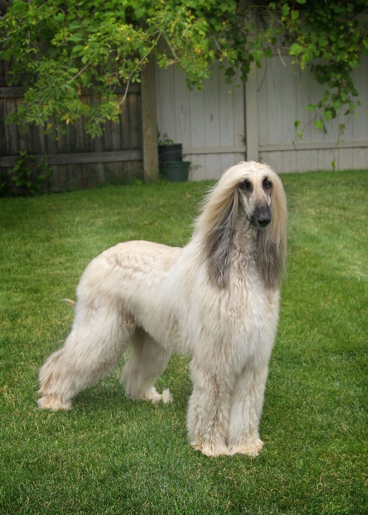 Dreams of a Golden Puppy Being Reborn - Animals Are Souls