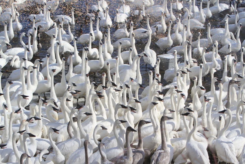 A Wildlife Photographer Listens to Divine Spirit - Animals Are Souls