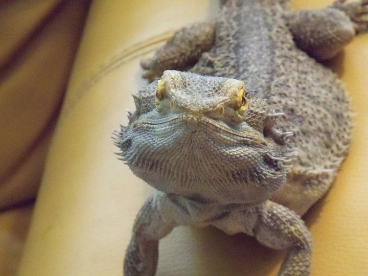 The Love of a Lizard - Animals Are Souls