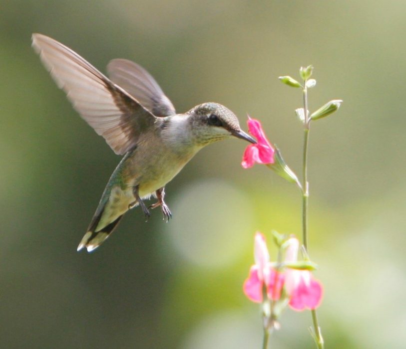 Hummingbird Friends in Times of Need - Animals Are Soul
