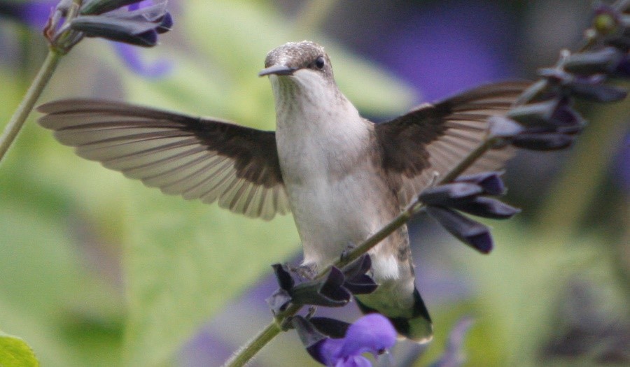 A Hummingbird Teaches Patience - Animals Are Souls