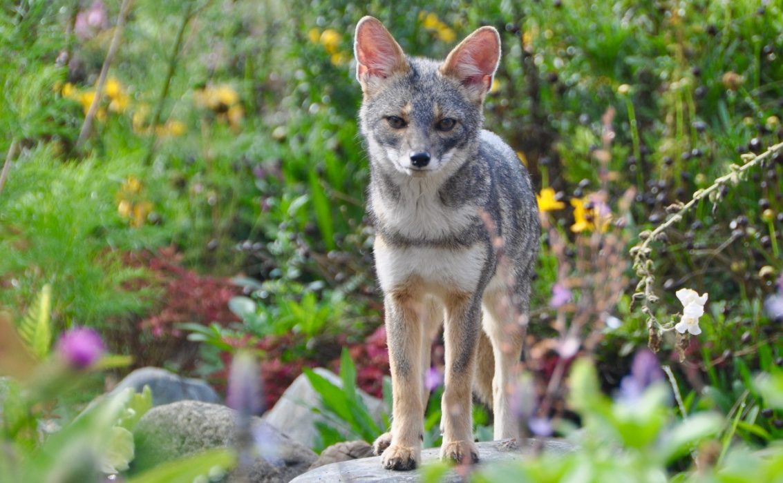 "Los Zorros": Sechuran Foxes Fill My Life with Love - Animals Are Souls